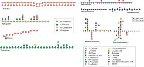 Structural Features Of Polysaccharides Associated With Plants Download Scientific Diagram