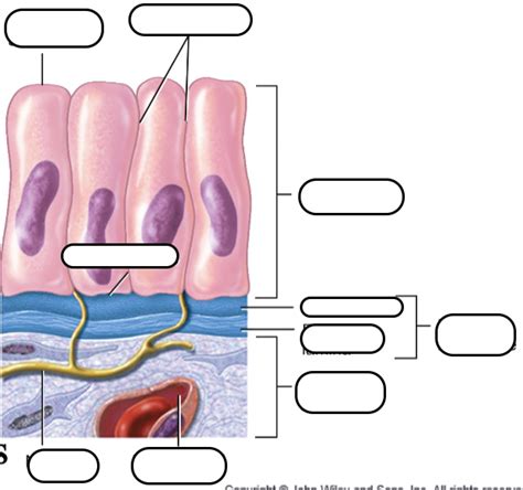 Epithelial Tissues Diagram Quizlet