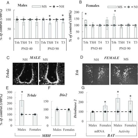 Effect Of Ms On Hypothalamic Pituitary Thyroid Hpt Axis Elements And