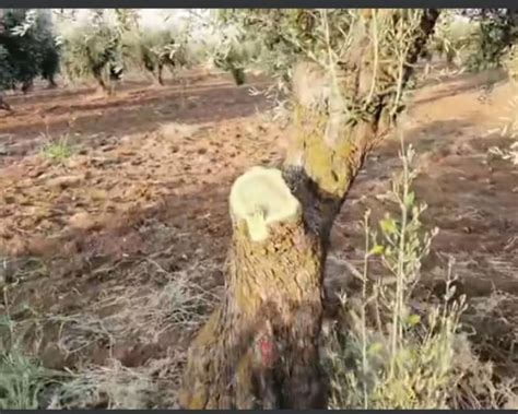 Cut Down More Than 200 Olive Trees In Occupied Afrin Anha