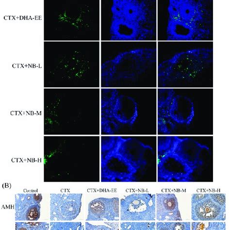 Tunel And Immunohistochemical Analysis Apoptosis Of Granulosa Cells In
