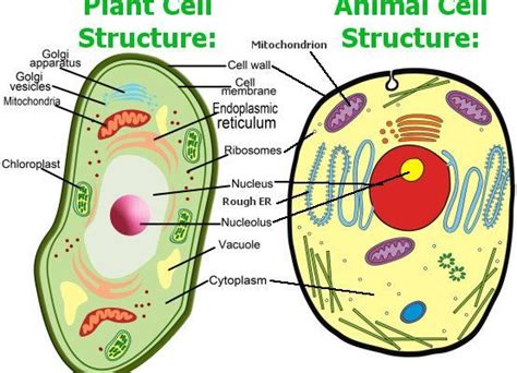 16 Differences Between Plant Cell And Animal Cell Cbse Class Notes