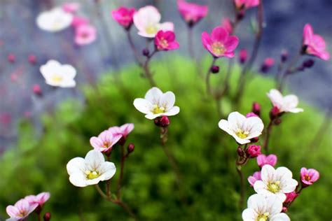 تصاویر فوق العاده زیبا از گل های رنگارنگ برای صفحه دسکتاپ