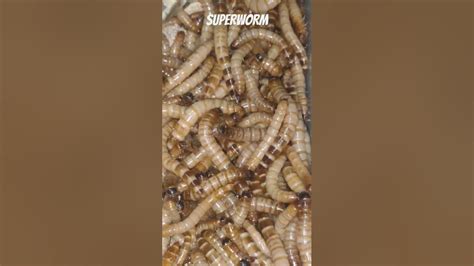 Superworm Farming Superworm Urbiztondopangasinan Youtube