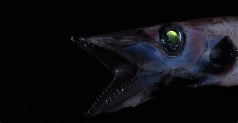 Arctozenus Rissoi Spotted Barracudina