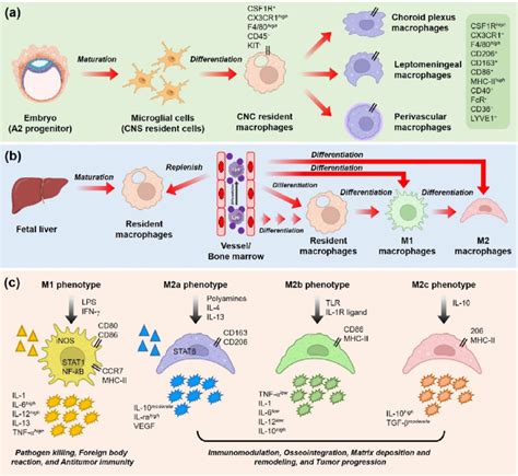 Macrophage Biology Classification And Phenotype In Ca
