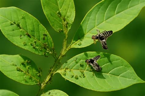 Essential Guide To Growing Walnut Trees For Healthy Yields