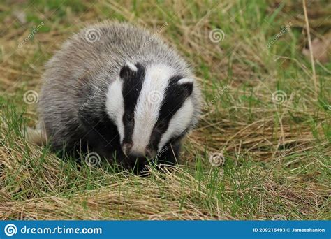 Emblema Europeu Meles Meles Imagem De Stock Imagem De Nave Fofofo