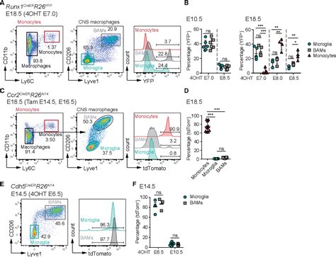 Figure 5 From Early Fate Defines Microglia And Non Parenchymal Brain Macrophage Development