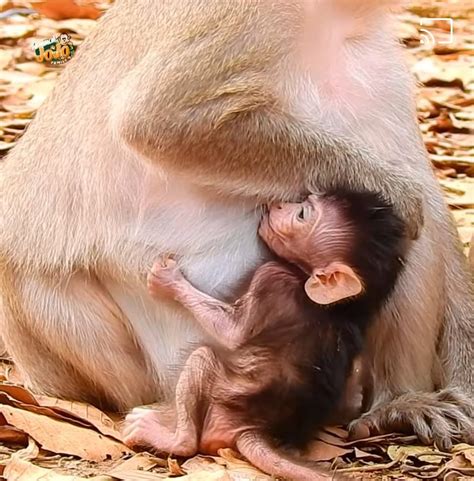 Adorable Baby Monkey Sitting On Adult Monkey S Back