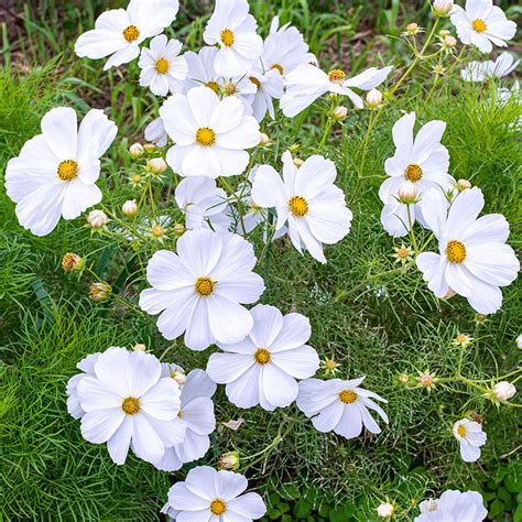White Cosmos Flower