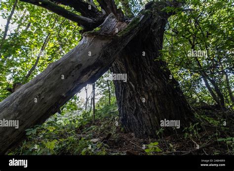 Big Green Broken Tree Branch Broken Tree On A Sunny Summer Day Forest Landscape Stock Photo