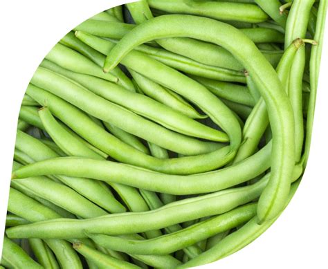 Ejote Strike Tecnoseeds