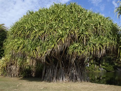 Pandanus Utilis Images Useful Tropical Plants