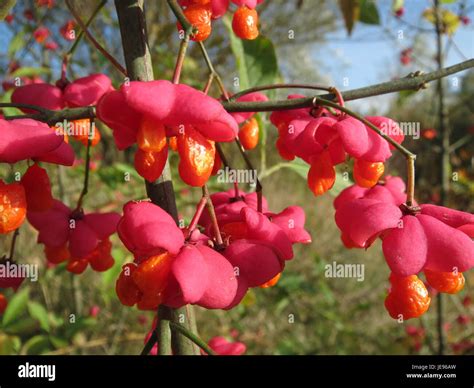 The Image Features Euonymus Europaeus Commonly Known As The European