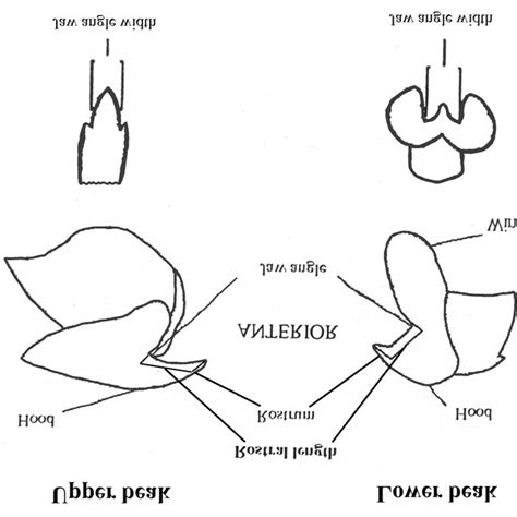 Upper And Lower Cephalopod Beaks The Rostral Lengths Should Be