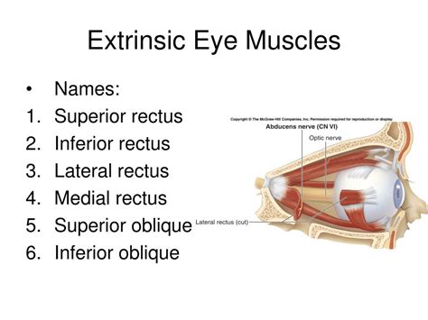 Ppt Human Anatomy Powerpoint Presentation Free Download Id5500744