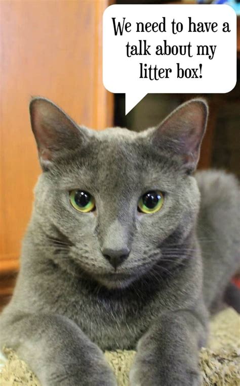 Say Goodbye To Stinky Litter Box Odors For 10 Days Straight With