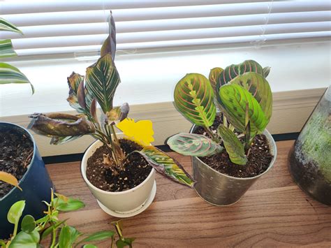 my peacocks on the left is the one that s been through mealybugs