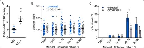Implication Of The Mrtf Srf Pathway In Stiffness Dependent Acini