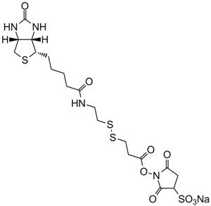 Sulfo NHS SS Biotin生物素标记的Sulfo NHS SS品牌cyanagen意大利包装规格 1g含量99 盖德化工网