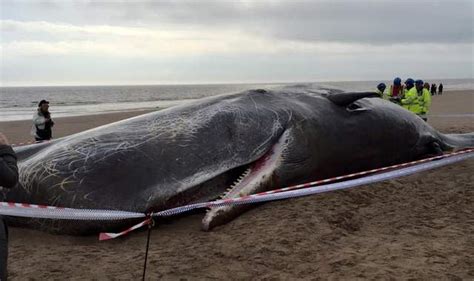 Sperm Whale Explodes
