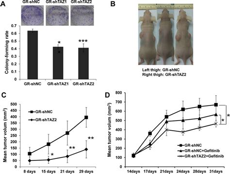 Taz Knockdown In Pc9gr Cells Suppresses Anchorage Independent Growth