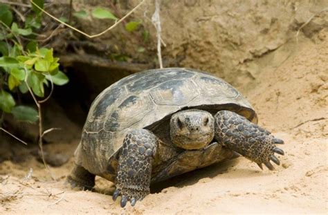 Gopher Tortoise Burrow Cam Systems Watch Gopher Tortoises Live