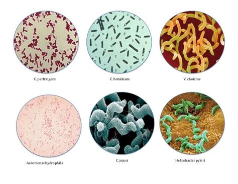 Bacteriology