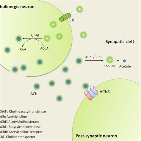 2 Amyloid Cascade Hypothesis Of Alzheimers Disease Download Scientific Diagram