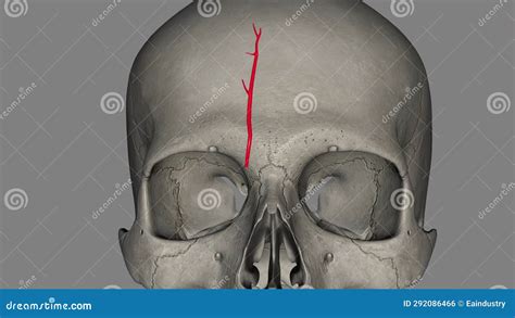 The Supratrochlear Artery Or Frontal Artery Is One Of The Terminal