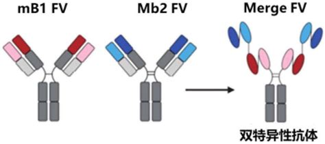 一种双特异性抗体及其应用