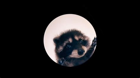 Pedro Pedro Pedro Racoon Meme Full Version YouTube