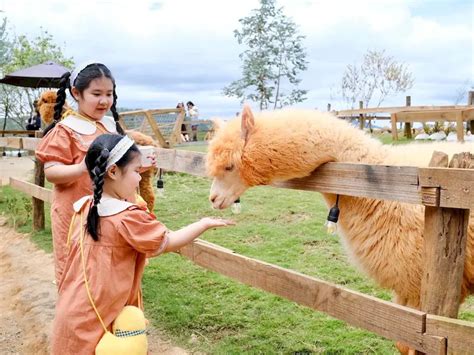 Review Chika Farm Đà Lạt Địa điểm Check In Siêu Hot