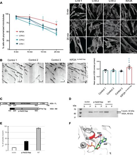 Conditional Switching Of Kif2a Mutation Provides New Insights Into