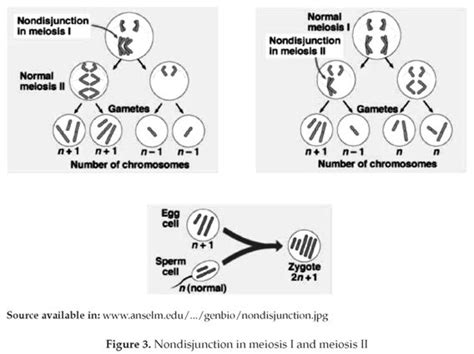 Nondisjunction And Chromosomal Anomalies