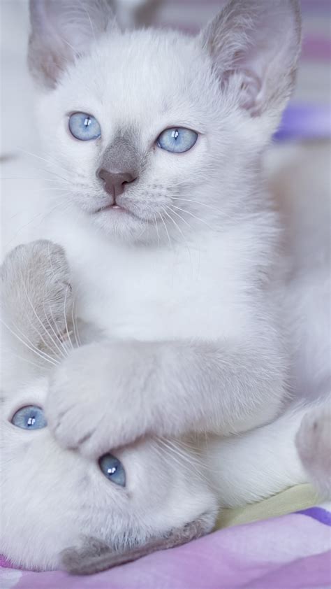 두 흰 고양이 파란 눈 장난 1080x1920 Iphone 8766s Plus 배경 화면 그림 이미지