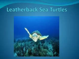 Ppt Leatherback Sea Turtle Powerpoint Presentation Free Download