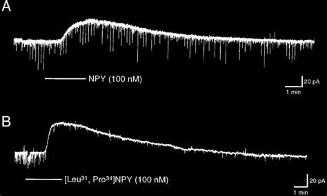 Application Of Npy And [leu 31 Pro 34 ]npy Activated An Outward Download Scientific Diagram
