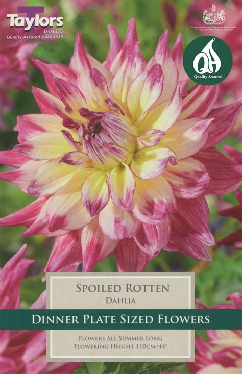 Dahlia Spoiled Rotten Stewarts Garden Centre