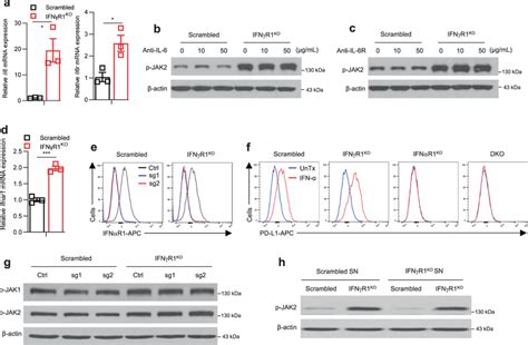 Activation Of Jak1 2 In Ifnγr1ko Cells Is Not Mediated By Extrinsic Download Scientific Diagram