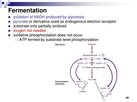 Ppt Chapter 10 Catabolism Energy Release And Conservation