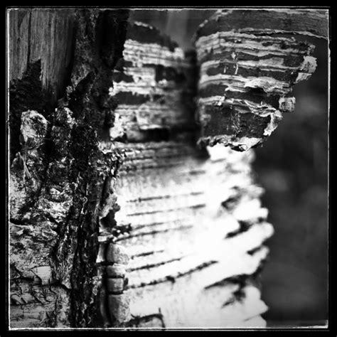 Structure Of A Tree Stump