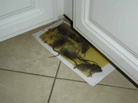 Rat Removal Wildlife Removal Services Of South Florida