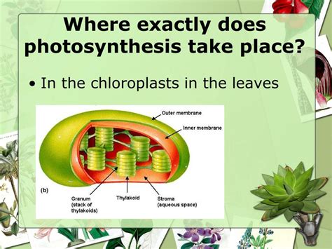 Ppt Chapter 6 Photosynthesis Powerpoint Presentation Free Download