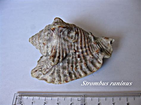 Cunchas De Esteiro Strombus Raninus