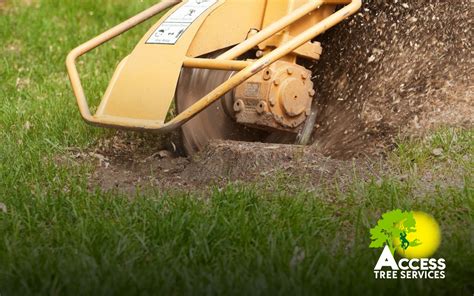 Stump Grinding Vs Removal Expert Tips For Your Yard