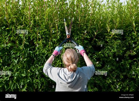 Hedge Shaping Woman Hi Res Stock Photography And Images Alamy