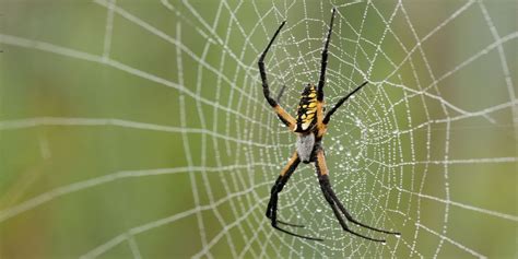 What Eats Garden Spiders Uk At Marcellus Meyers Blog
