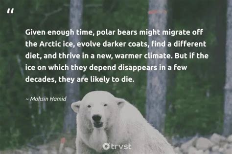 22 Polar Bear Quotes About The King Of The Arctics